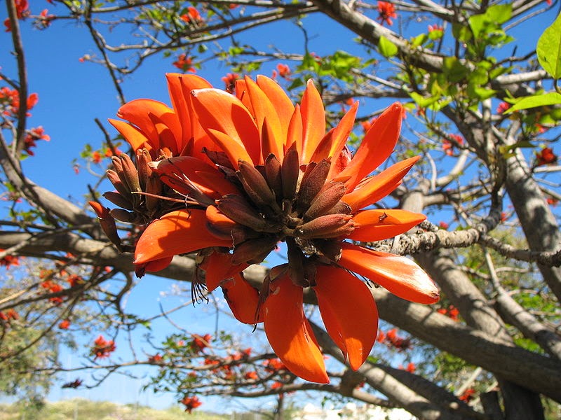 parquealamillo-encinarosa: Erythrina Caffra / Ceibo con pinchos / Árbol ...