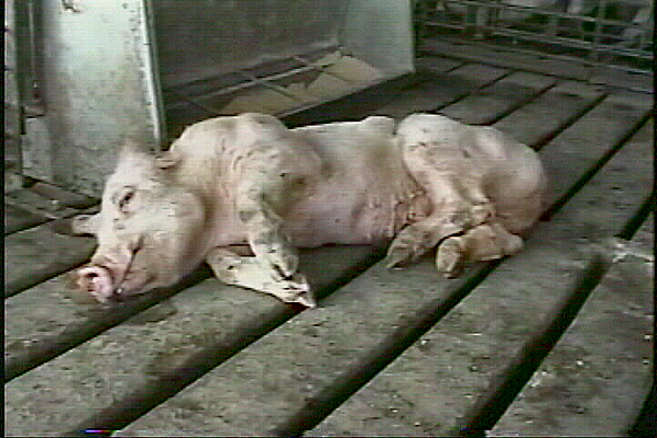 Meet What You Eat: Pigs!