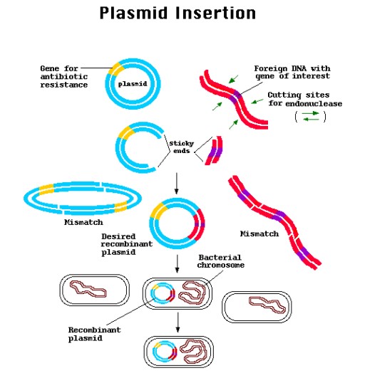 ḼїδβӚϯЧ ᴙ ⱥ ¶ ¶ ¶ ¶: 10.3 TÉCNICAS DE CLONACIÓN DE GENES
