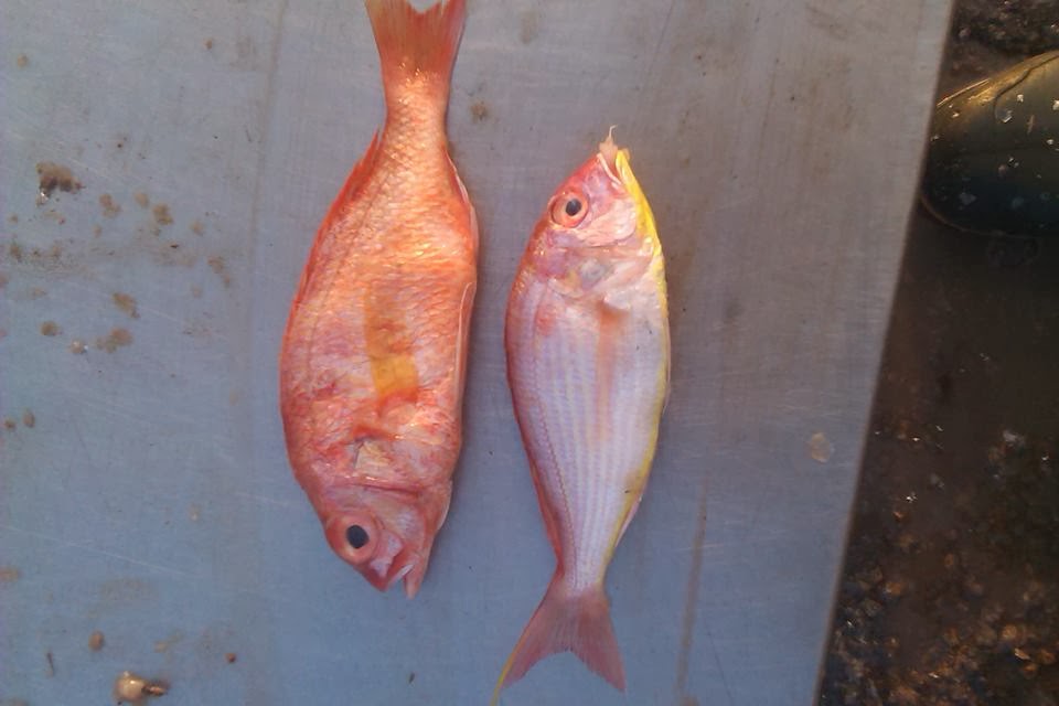 Sea Foods: October 2013