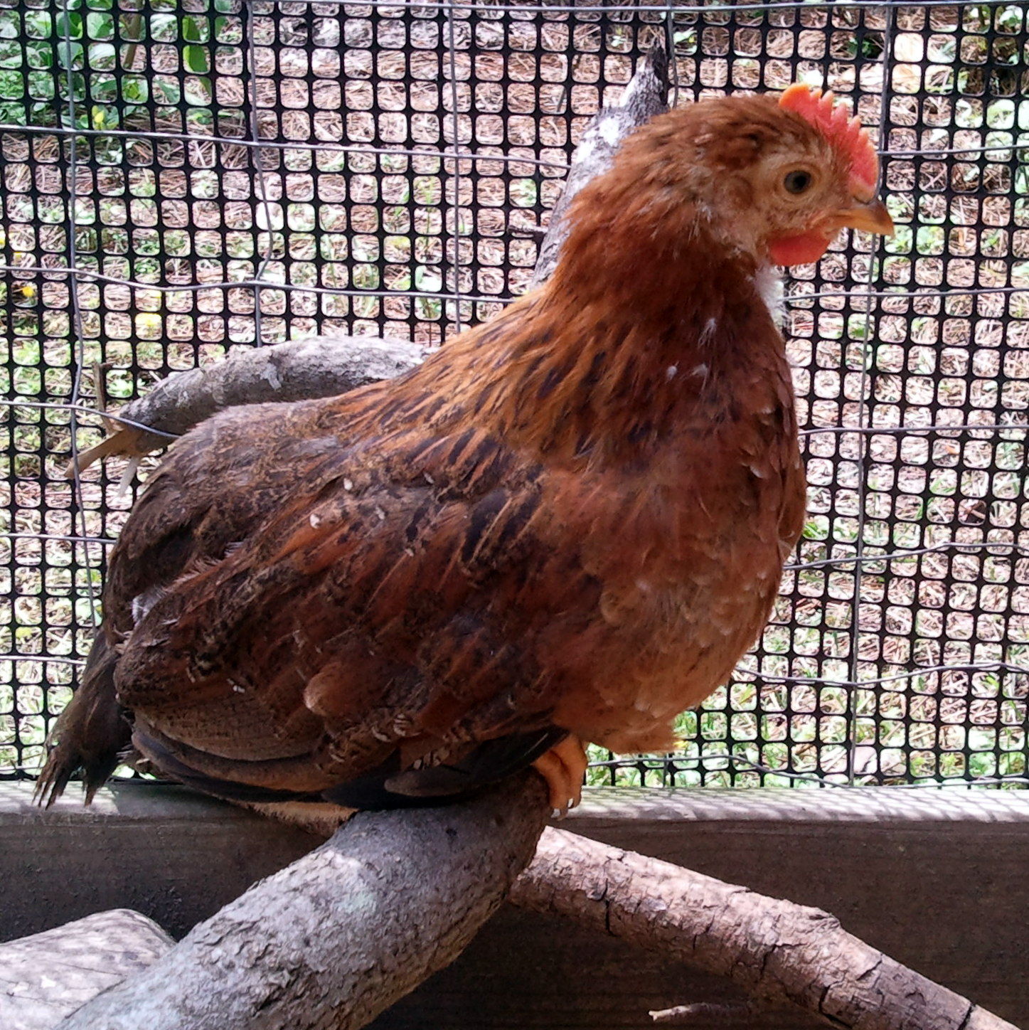 Welsummer Pullet