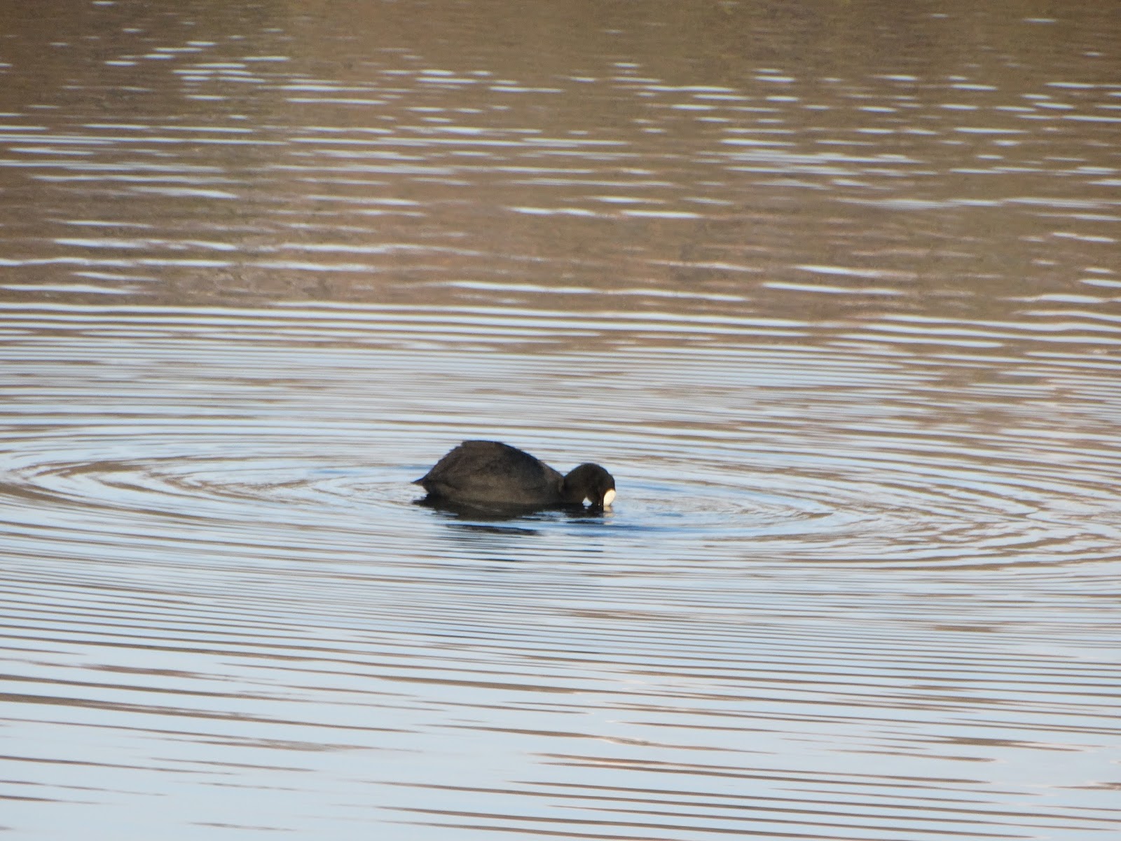 oog voor de natuur: Meerkoet (Fulica atra)