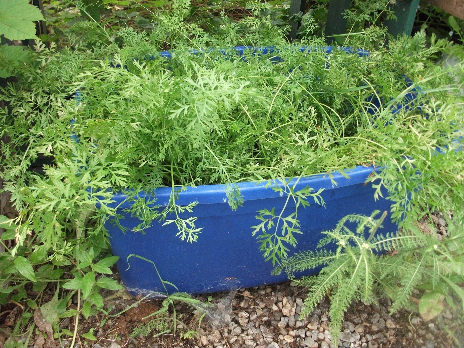 Cold Hands Warm Earth: Paris Market Atlas Carrots