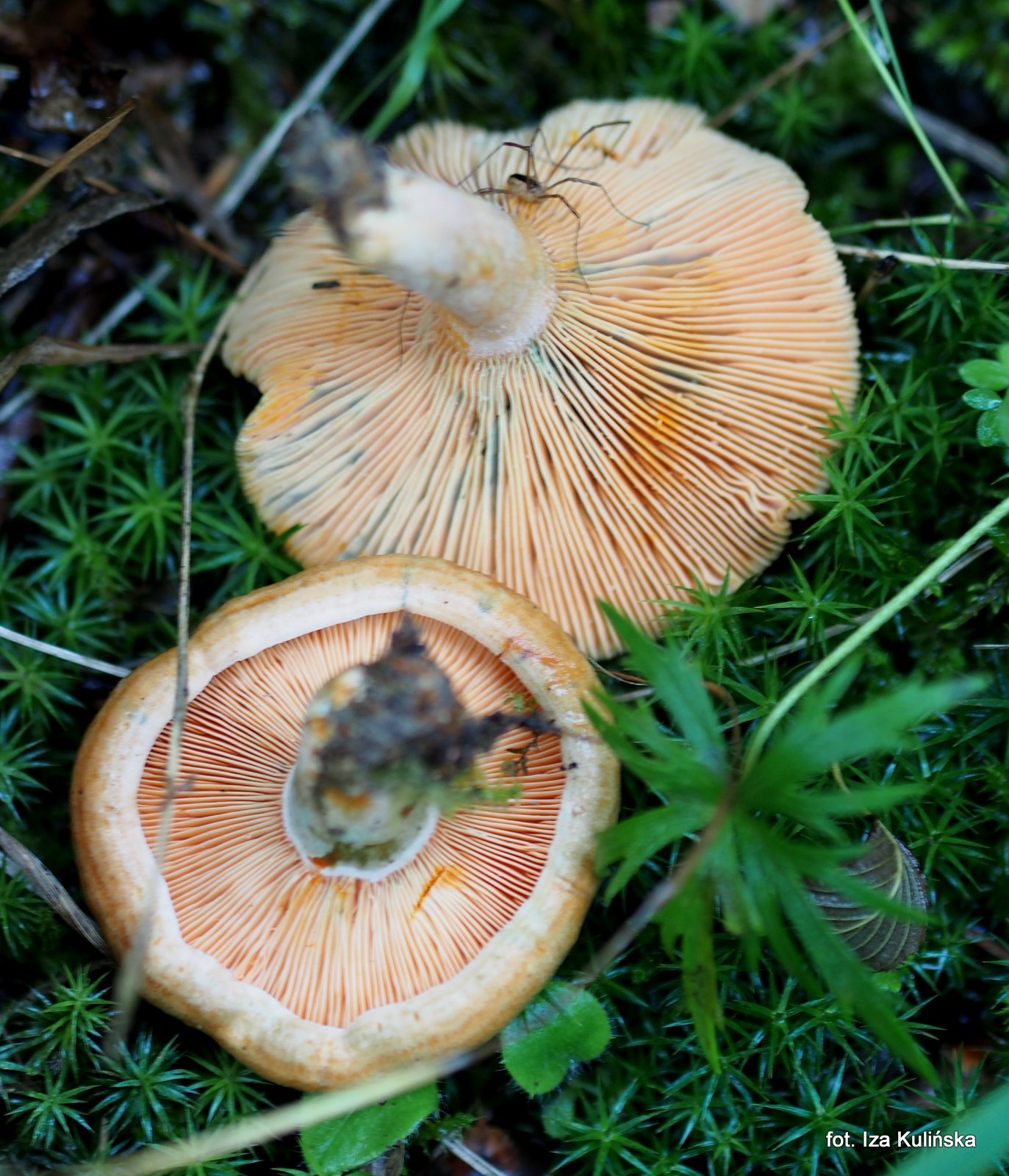 Rydze - mleczaj rydz, mleczaj jodłowy, mleczaj świerkowy | Smaczna Pyza