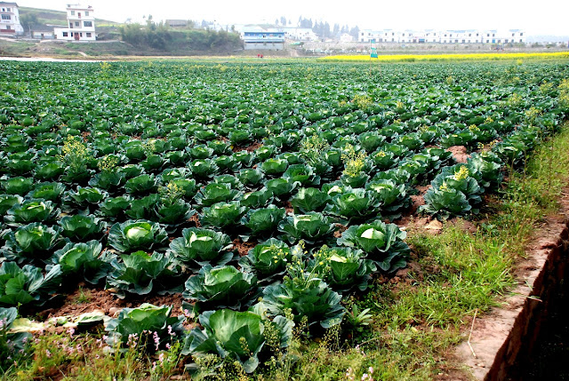 FAHAMU KILIMO BORA CHA KABICHI ~ UJASILIAMALI NA MAISHA