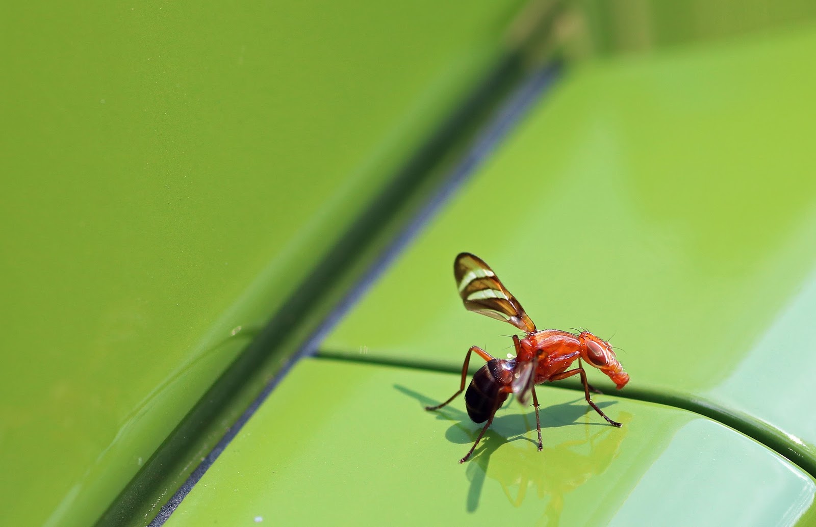 MObugs: Picture-Wing Fly