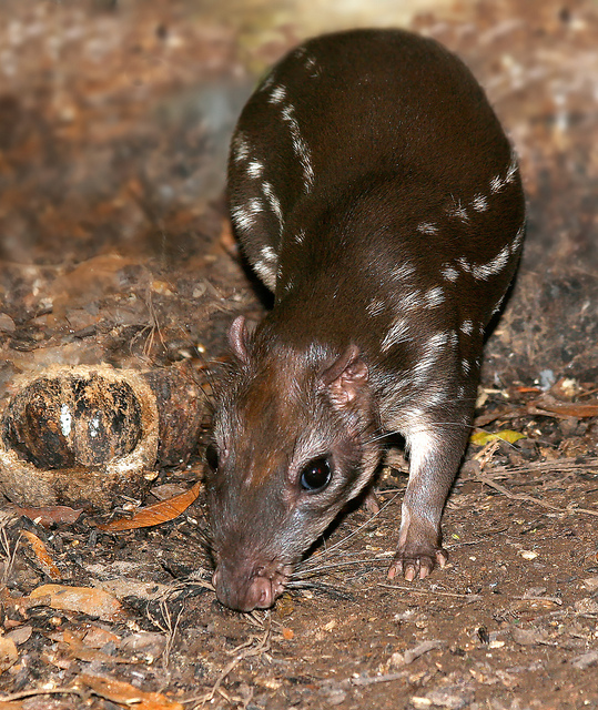 El ojo del buitre: Paca (Cuniculus paca)