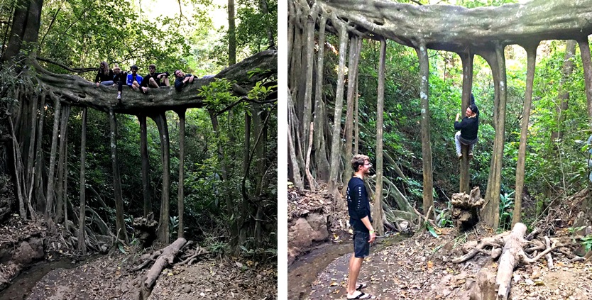 TrashType: Climbing the Ficus Tree in Monteverde, Costa Rica
