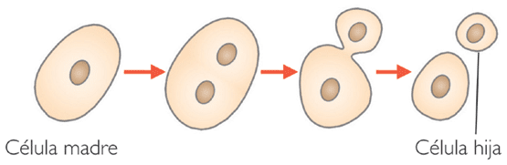 Biologia: Reproducción Asexual - Bipartición y Gemación