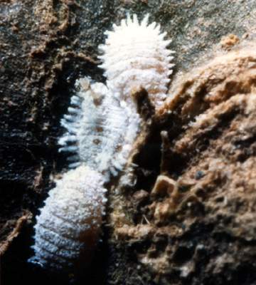 Mango Mealybug and its Control