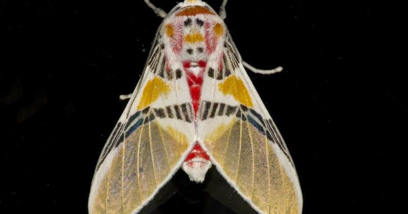 Borboletas e Mariposas: Idalus herois (Schaus, 1889)