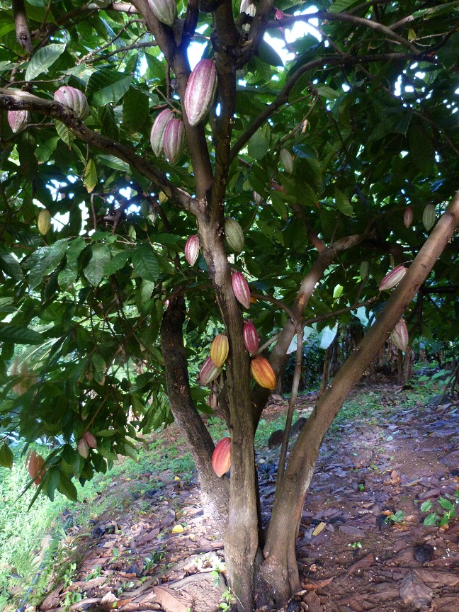 Cottage Life on Pilgrim's Farm: Homemade Cocoa Powder: Pt 1...