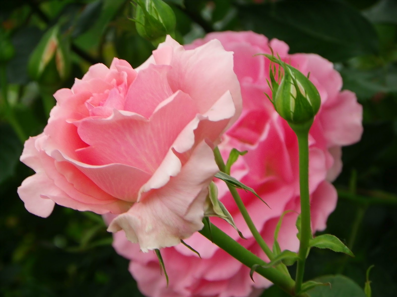 Dans un jardin des roses s'épanouissent...