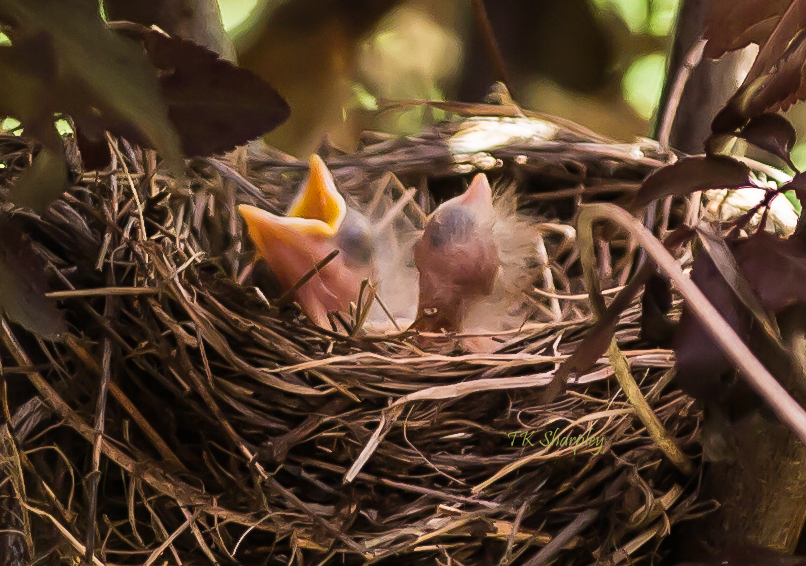 UNDER THE FLAPS: ROBINS....WATCHING THE BIRTH