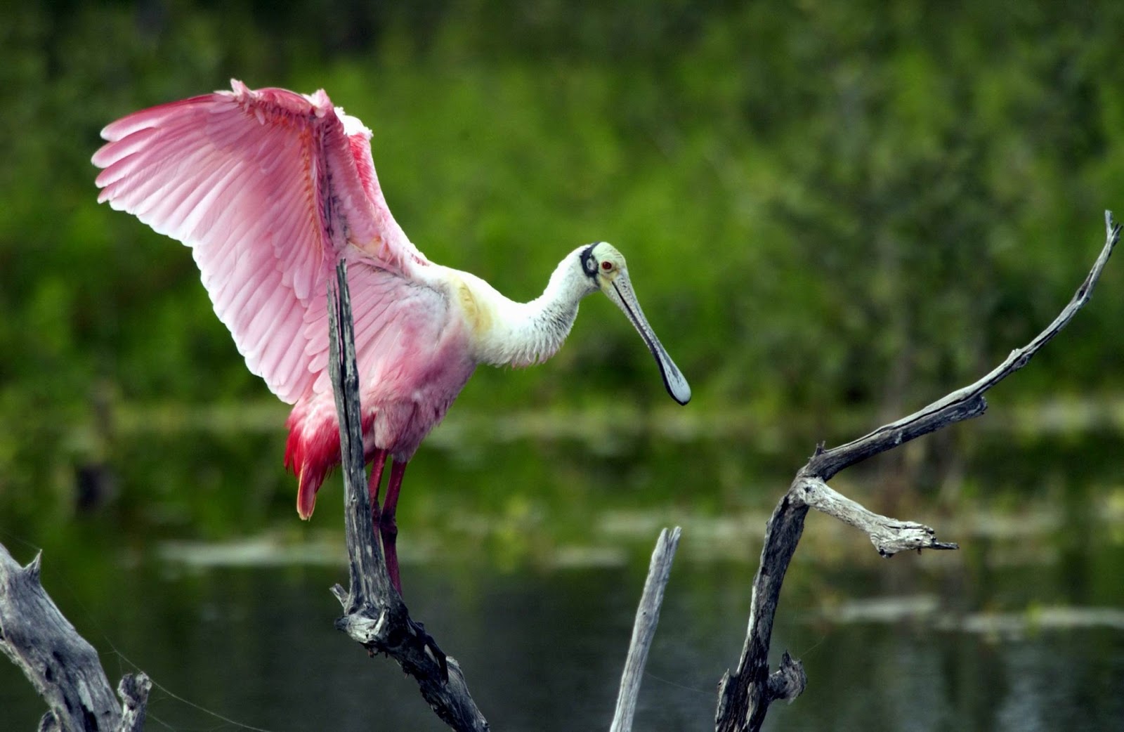 Cultura Guaraní: Garzas rosadas