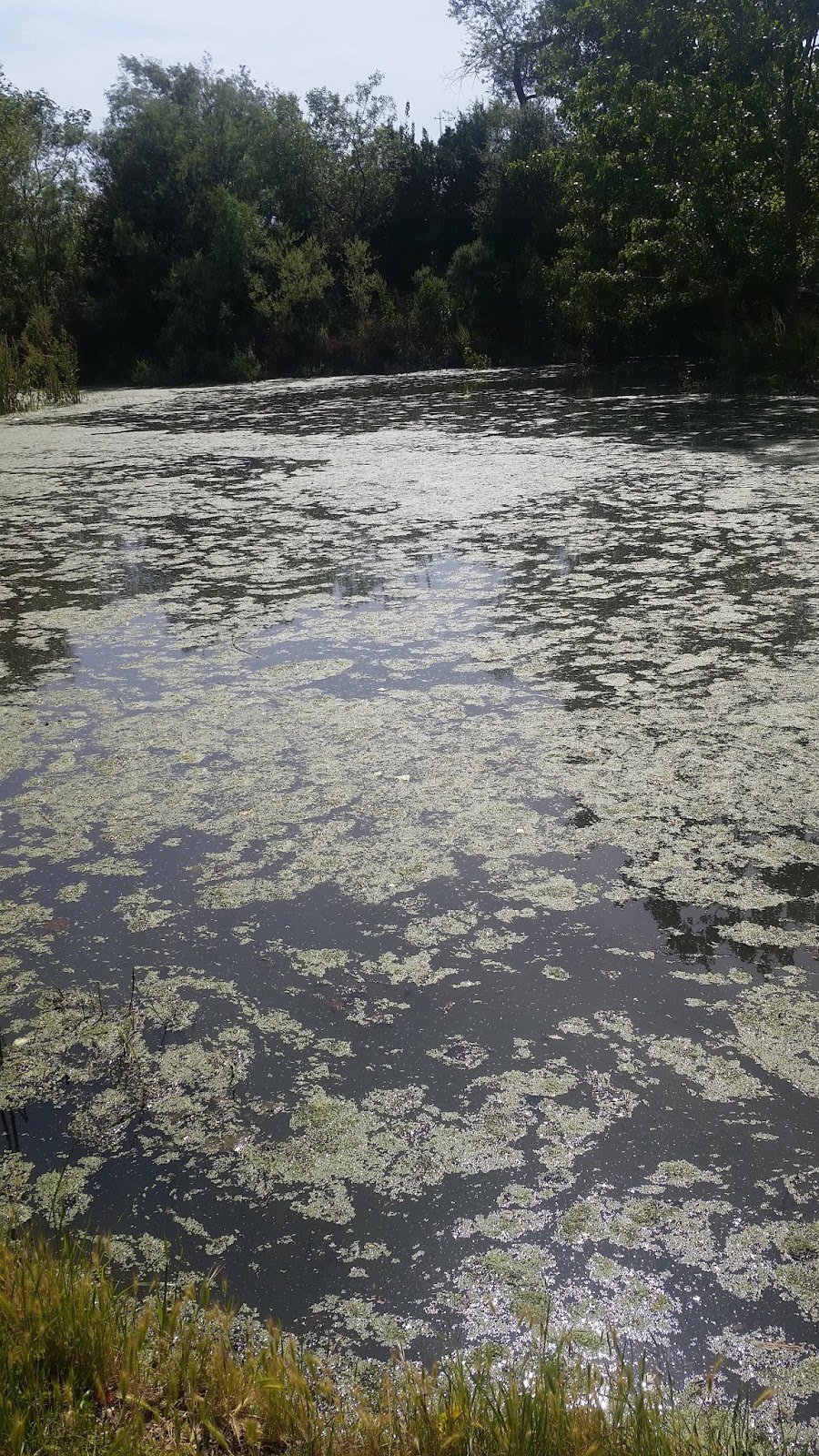 Adventures in Weseland: Tule Ponds