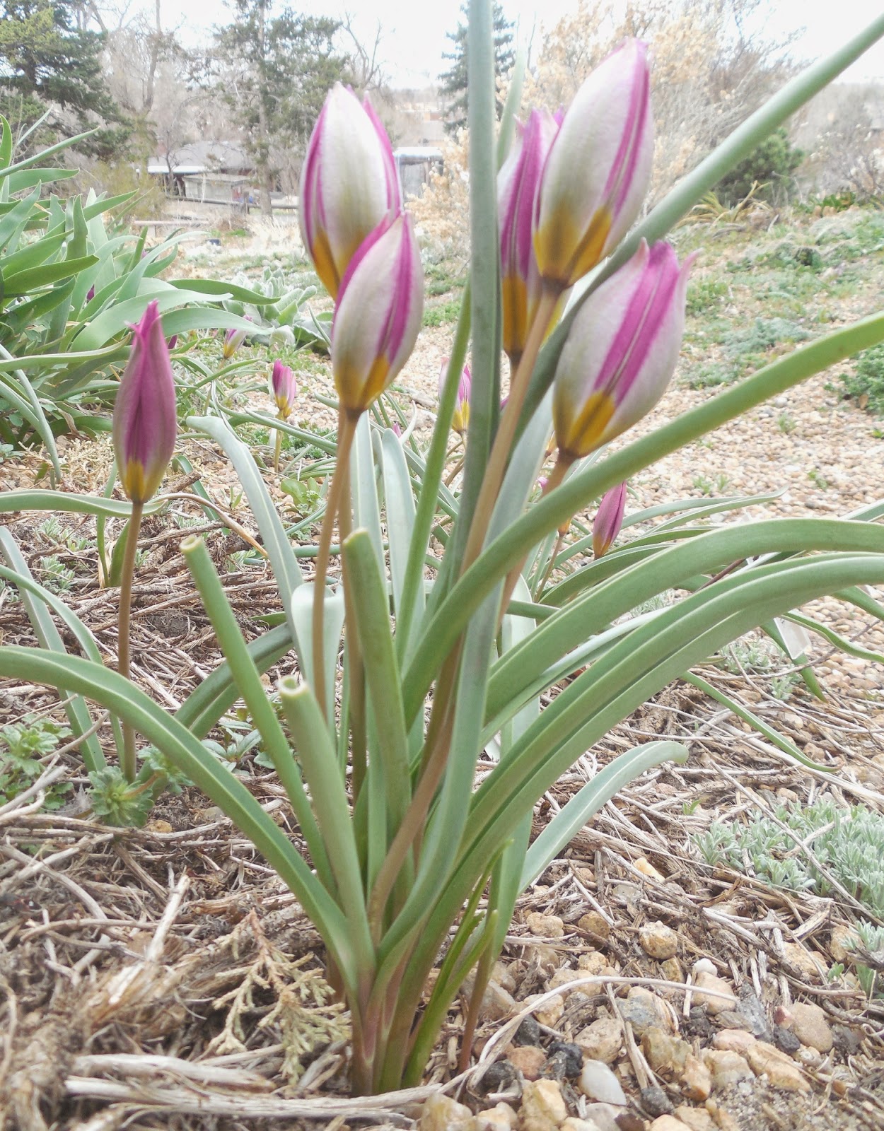 Prairiebreak: Has Spring truly sprung? (an April Alphabetarium)