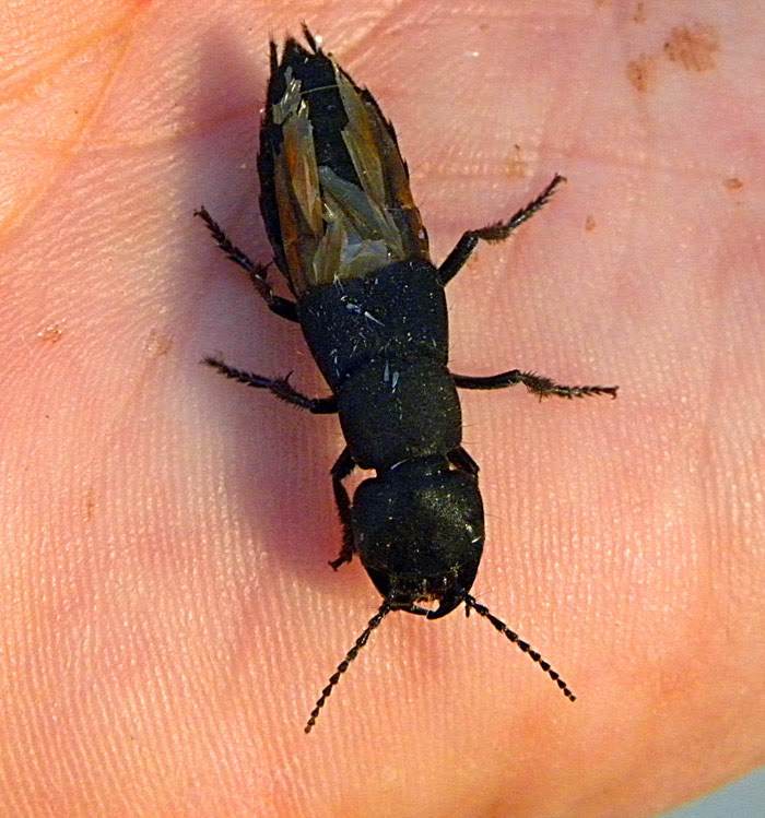 FOTO NATURA HUESCA 2: ESCARABAJO ERRANTE Ocypus olens Otto Friedrich ...