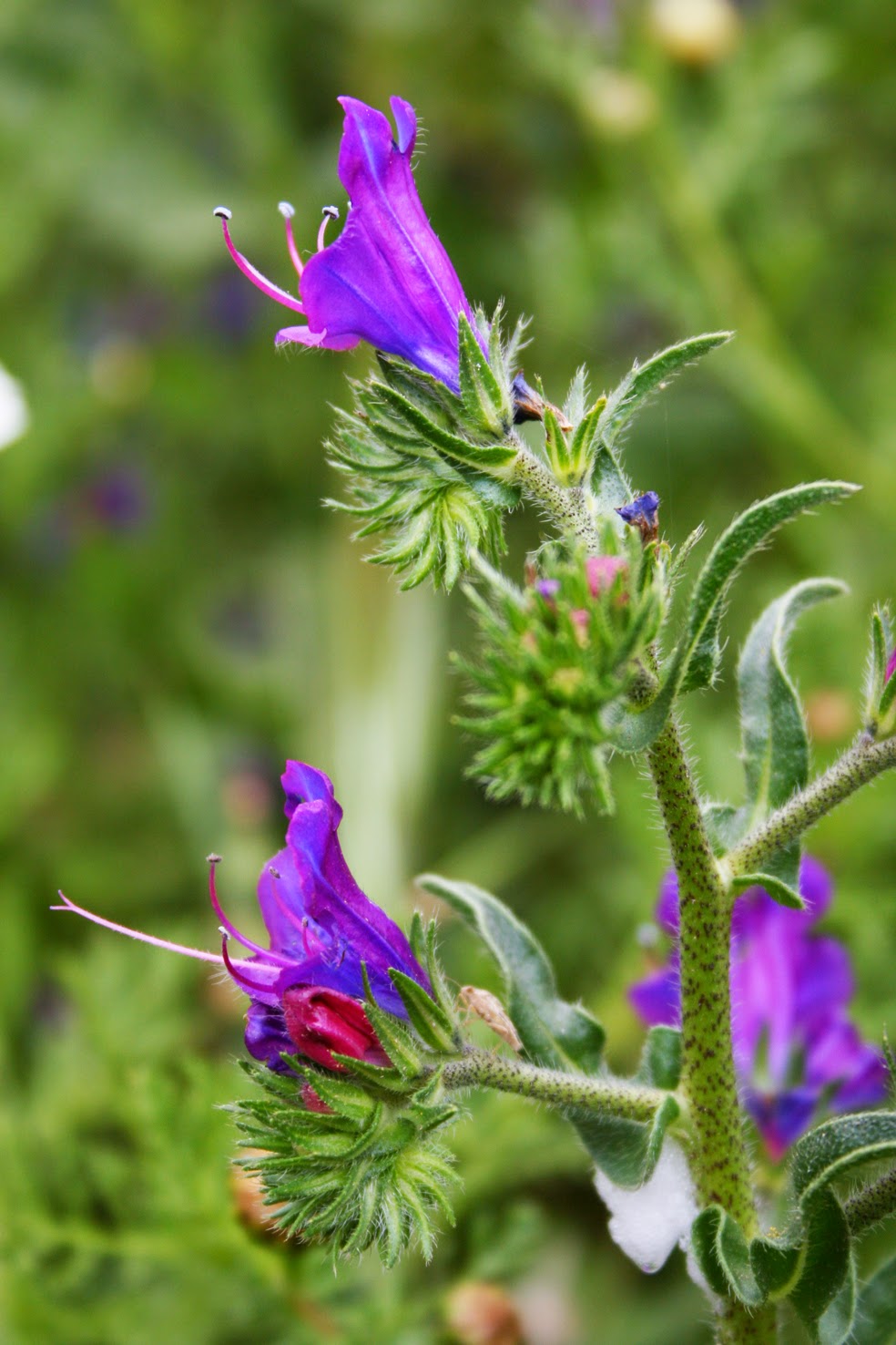 Se cree que el nombre de Es Murtar proviene de las muchas plantas de ...