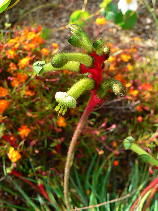 ournomadicways: Wildflowers of WA ( part 4)