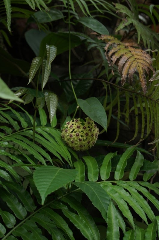 OUR PHILIPPINE TREES: Hoya Joy!
