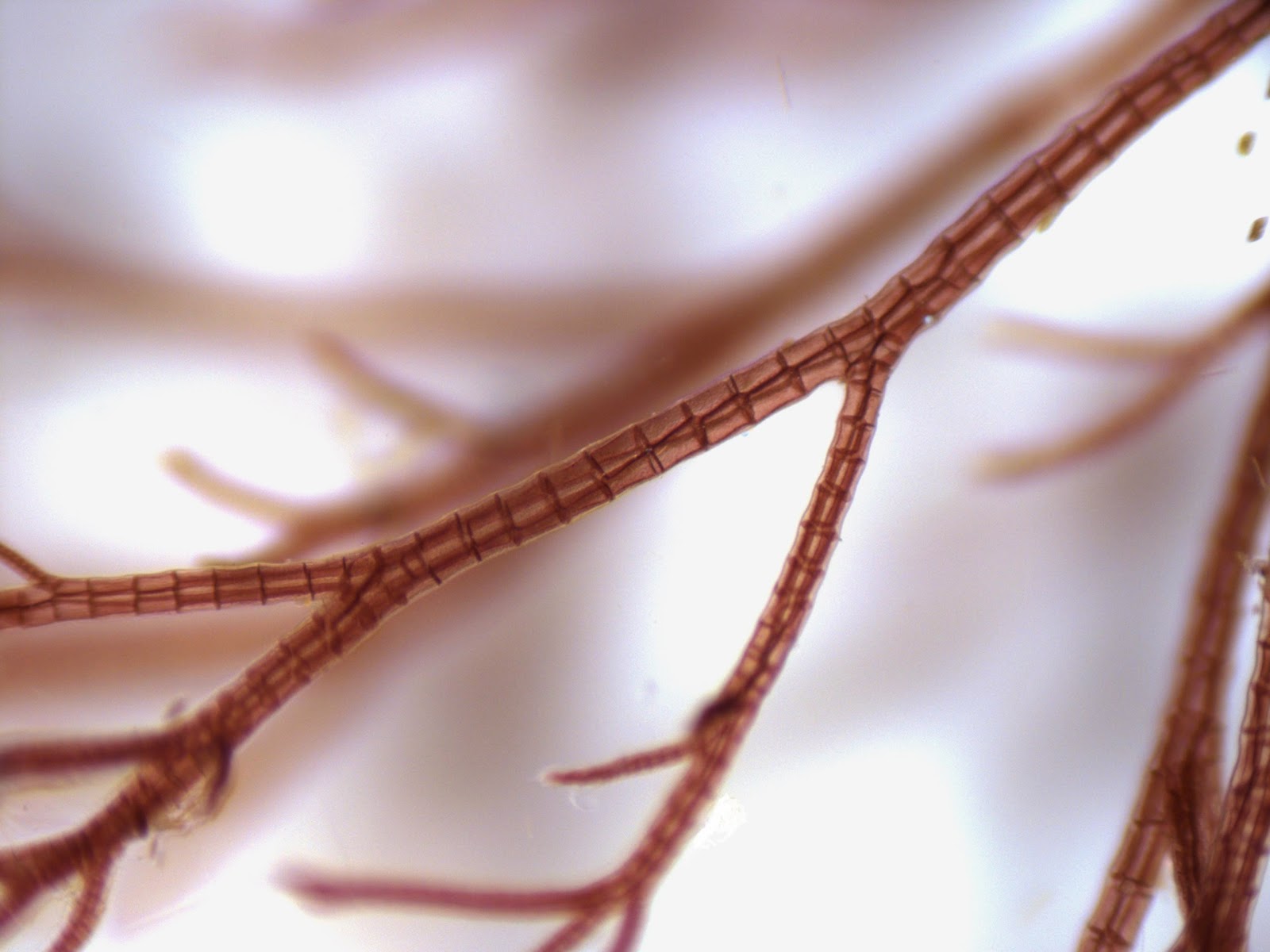 Microscopic Red Algae