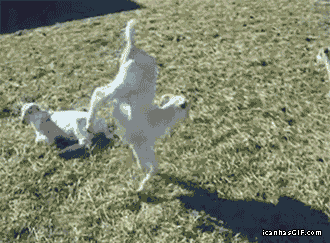 The 20 Most Funniest Baby Goat Gifs ~ Booze Up Buddy
