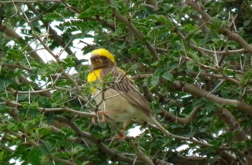 Wonderful World of Birds: Baya Weaver Bird