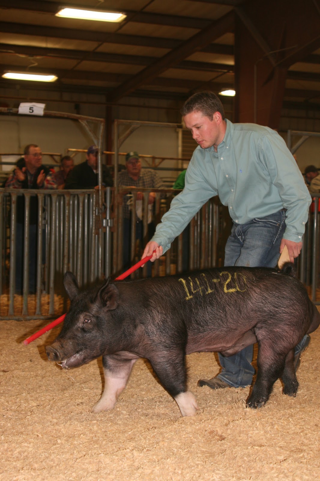 NSR Show & Sale Results: NSR Southwest Type Conference Crossbred Show ...