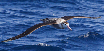 Conheça o Albatroz-gigante
