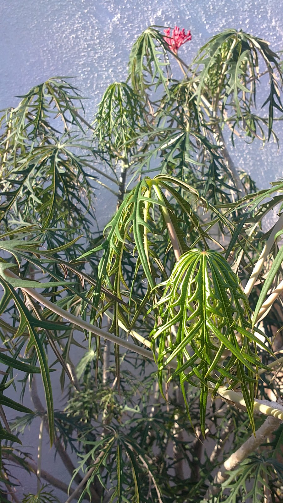 In A Costa Tropical Garden: Jatropha multifida.......Coral Plant