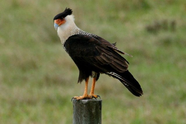 EKOGEO: 15 JENIS BURUNG FALCON (ALAP-ALAP) YANG BERMIGRASI DI DUNIA