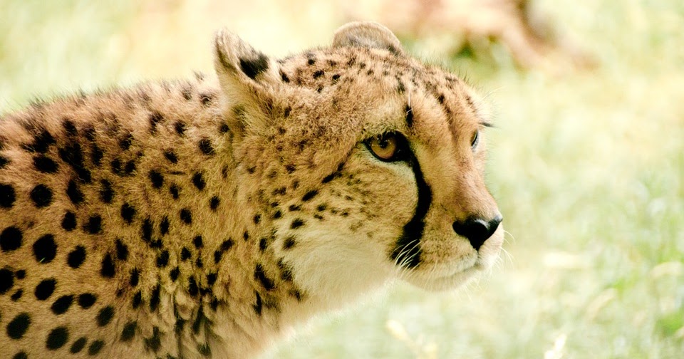 Ghepardi in estinzione