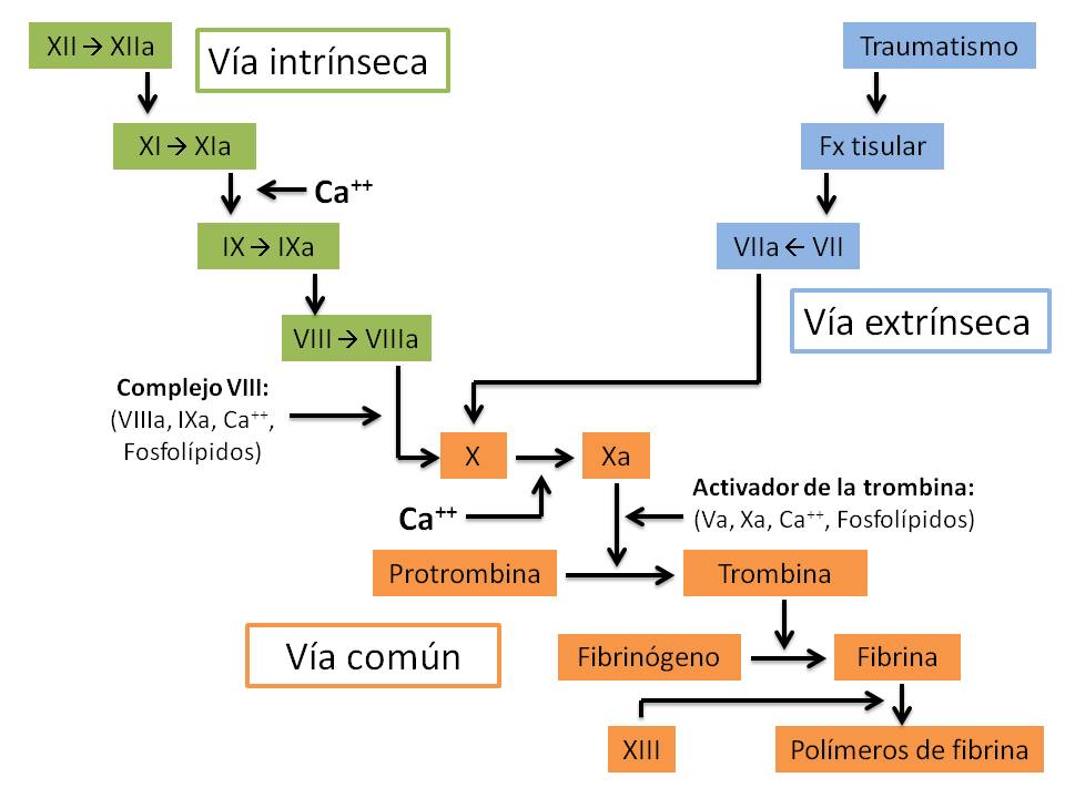 FISIOLOGÍA HUMANA: Vías y cascada de la coagulación