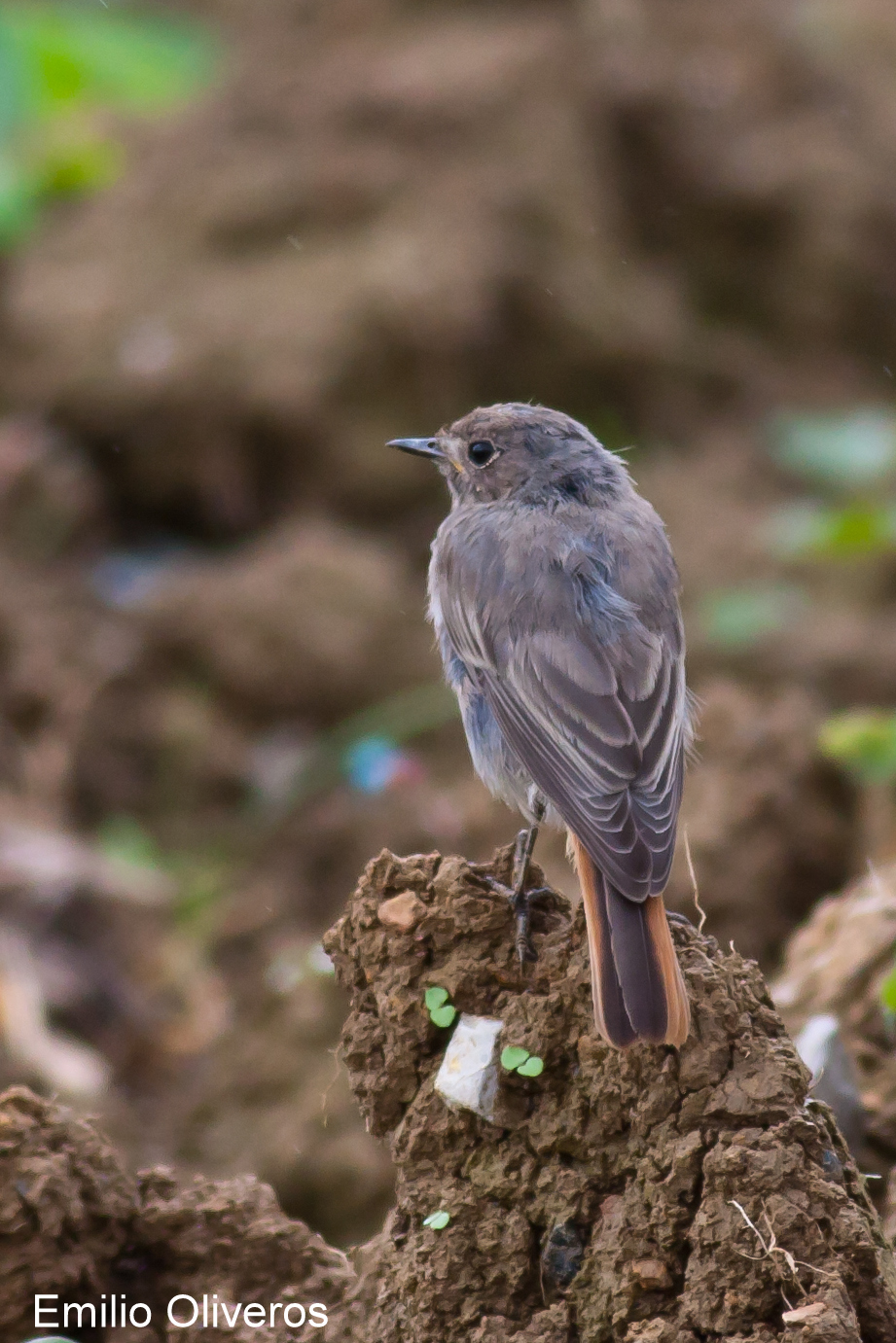 HEGAZTIKLIK: COLIRROJO TIZÓN (Phoenicurus ochruros)