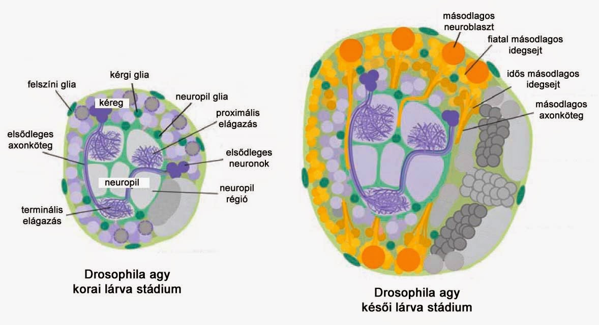 A muslica, mint modellorganizmus az idegrendszeri kutatásban