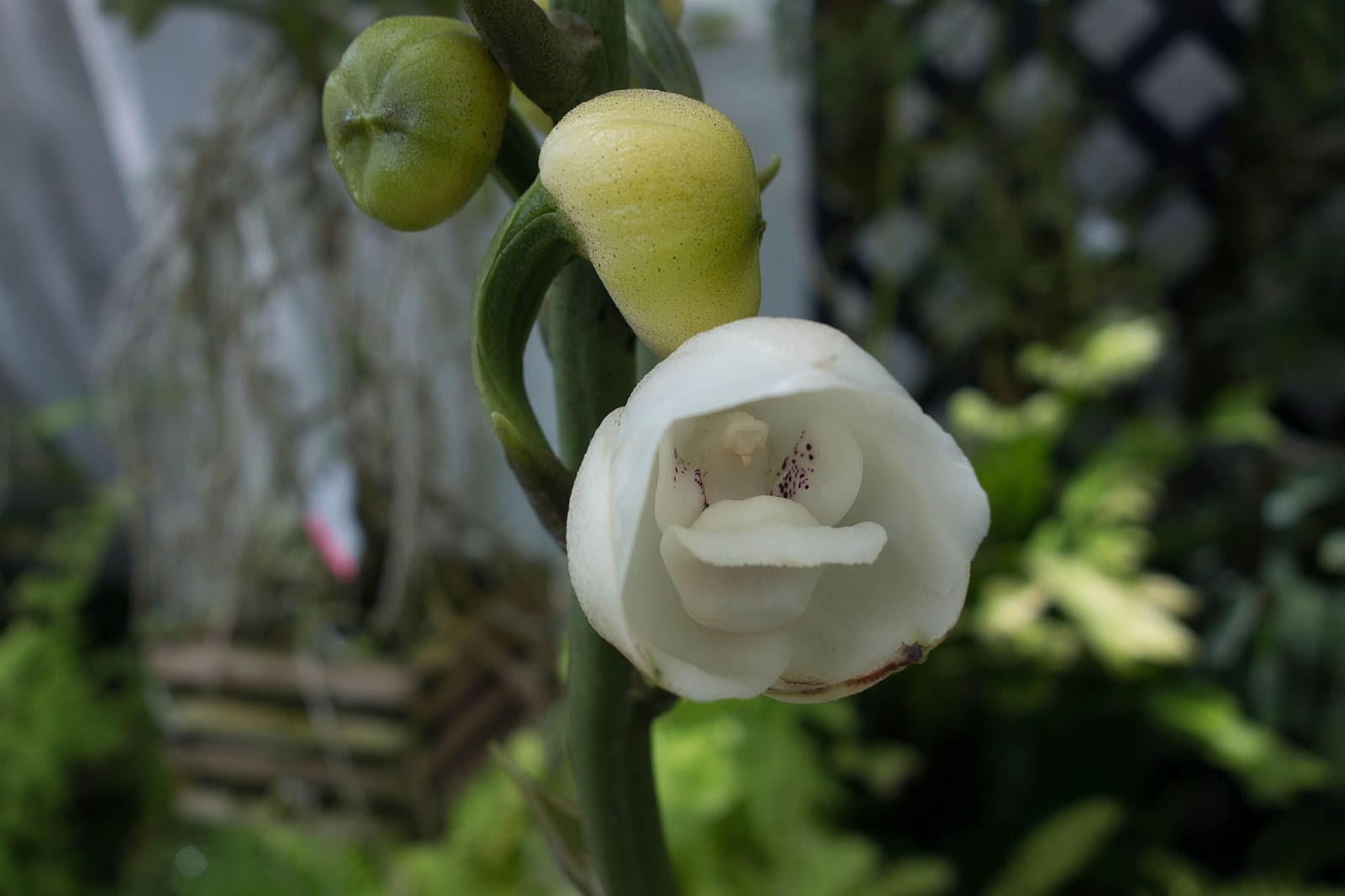 Orchid Gallery-蘭: Peristeria elata ペリステリア・エラータ