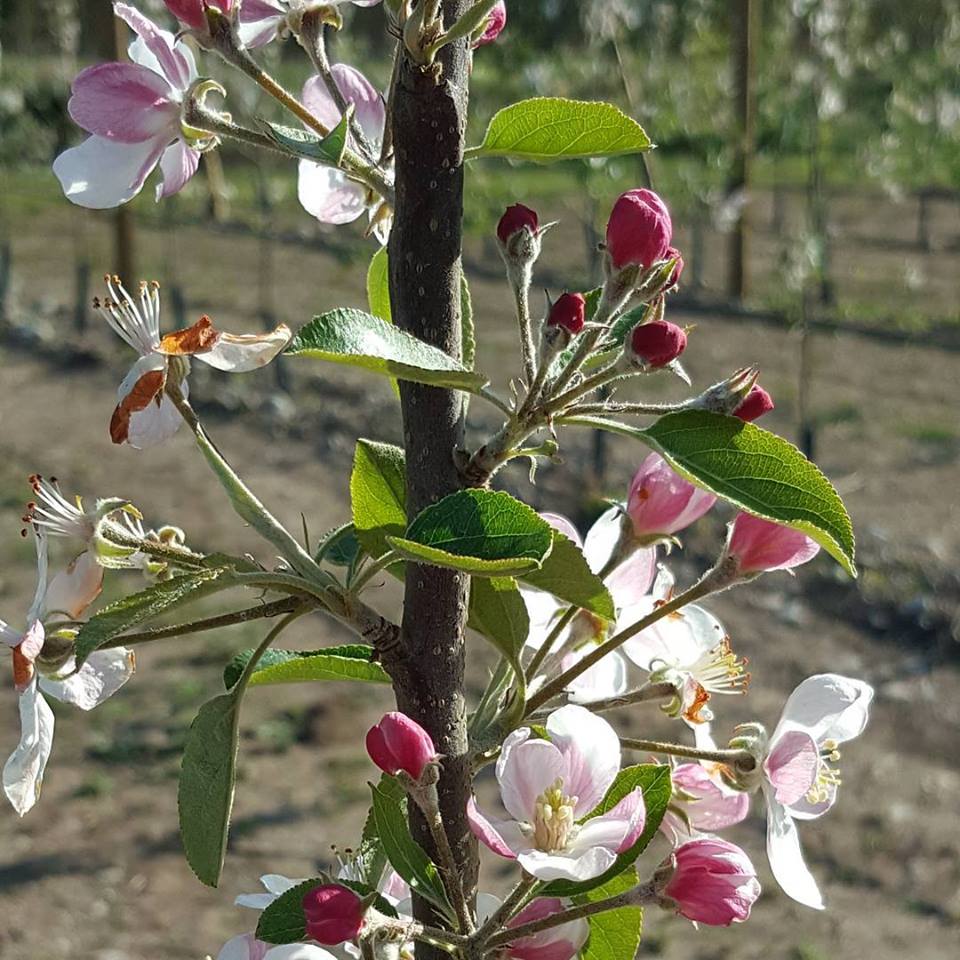 Apologia de la curiositat: La flor de la pomera rebrota com una ...