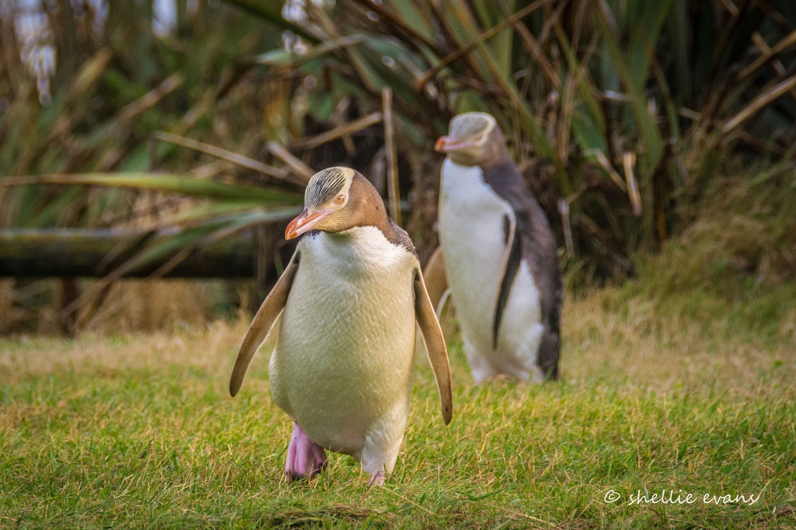 Two Go Tiki Touring: The Dance of the Hoiho- Part 1