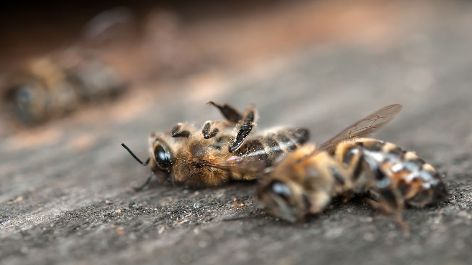 Scientists Discover Another Cause of Bee Deaths, and It's Really Bad News