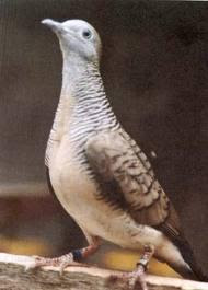 PERKUTUT MANIA: PERKUTUT LOKAL