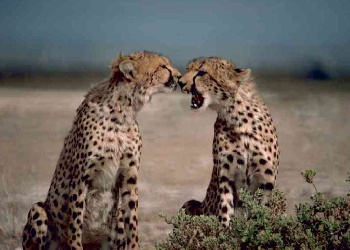 blog..: Language and meaning- Do animals have languages?