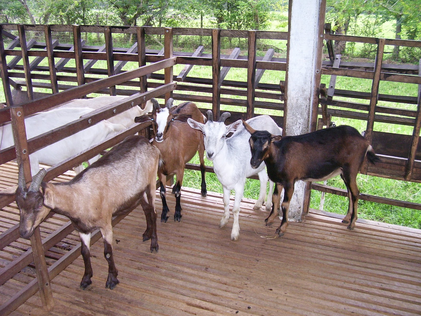 CABRITA: SALUD Y ALIMENTACION