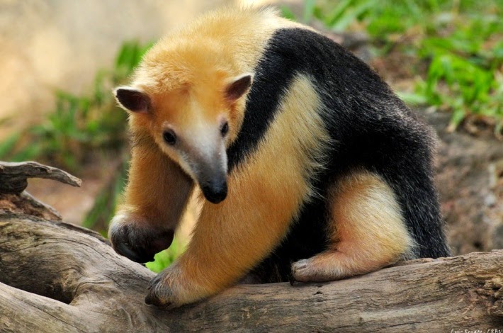 Lenin Cardozo - Entrevistas / Artículos / Videos: Osos Meleros. 1er ...