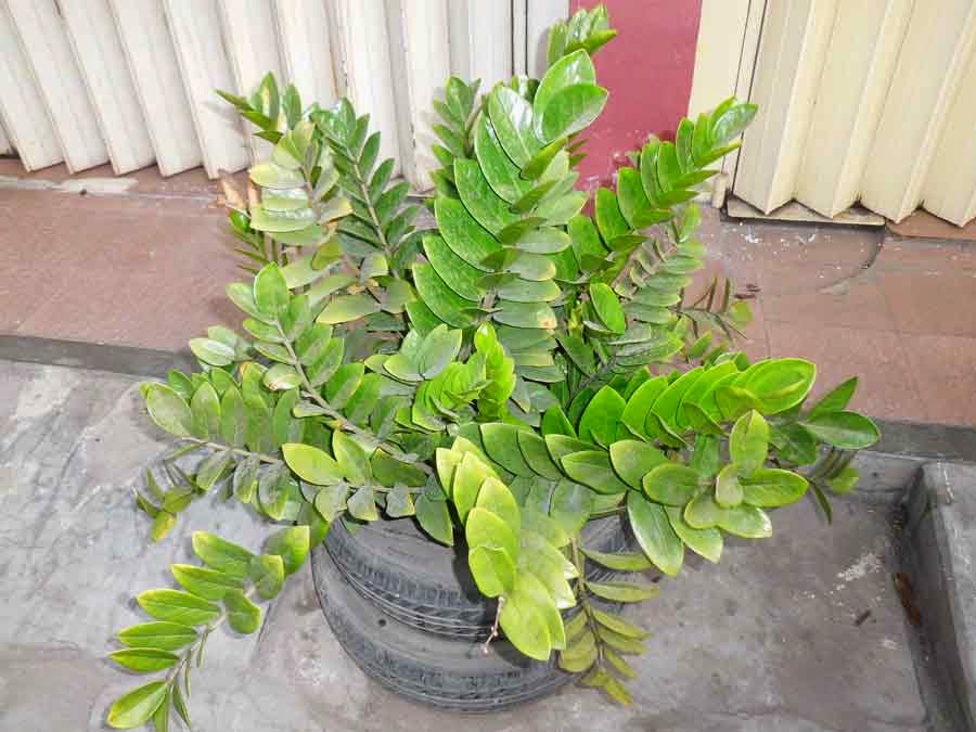 Pohon Daun Dollar ( Zamioculcas zamiifolia )
