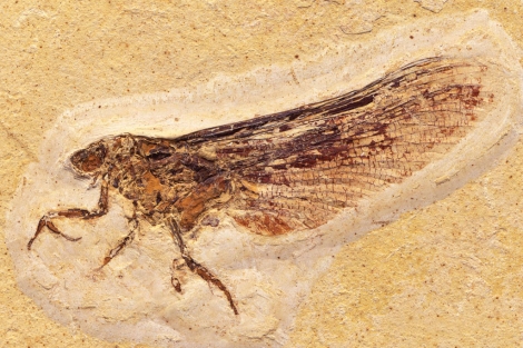 Un fosil de Insecto fue encontrado de hace unos 120 millones de años ...