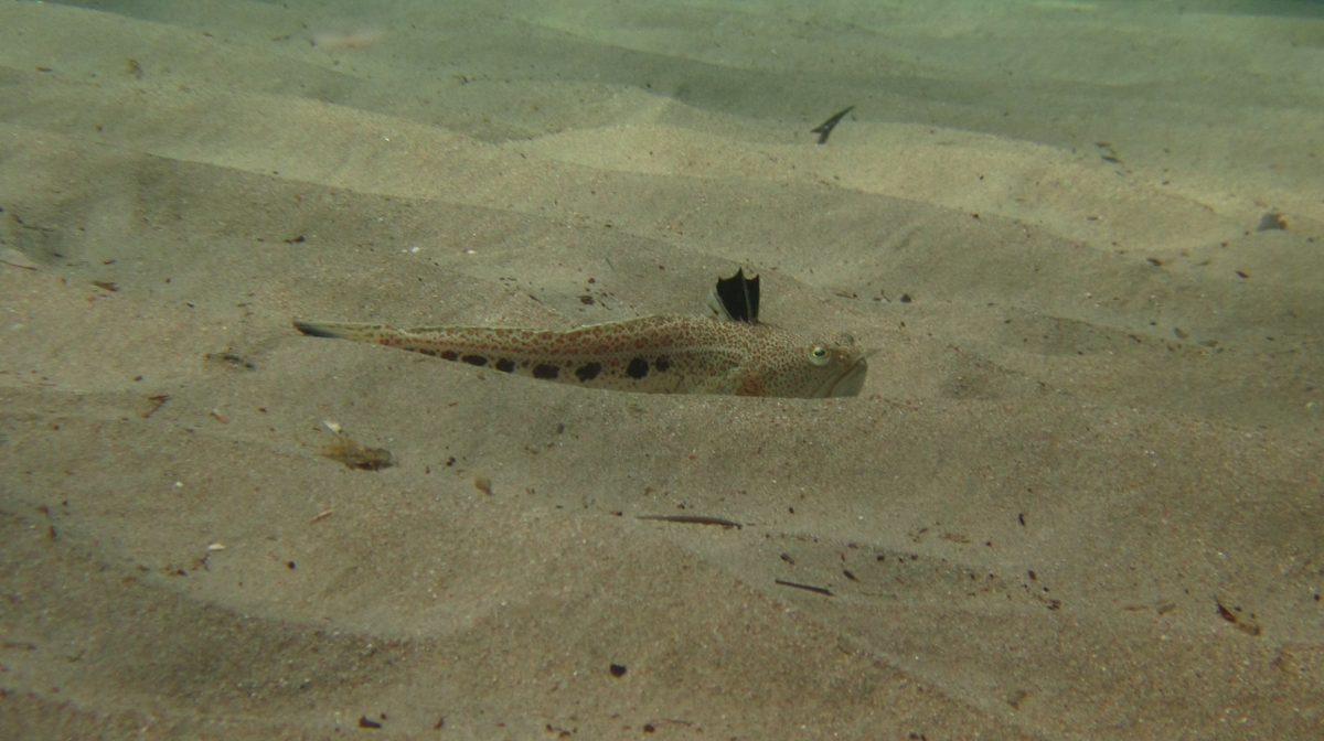 úszott szembe: ritka pókhal