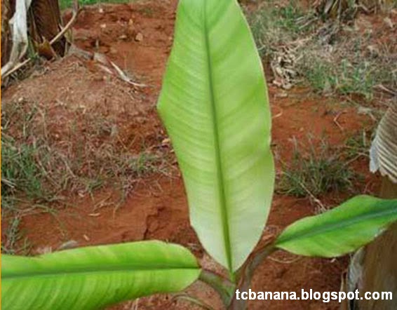 IRON (Ferrous-Fe) deficiency symptoms ~ Tissue Culture Banana