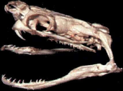 Herpetology by Ezra: Venomous Snake Families - Elapids