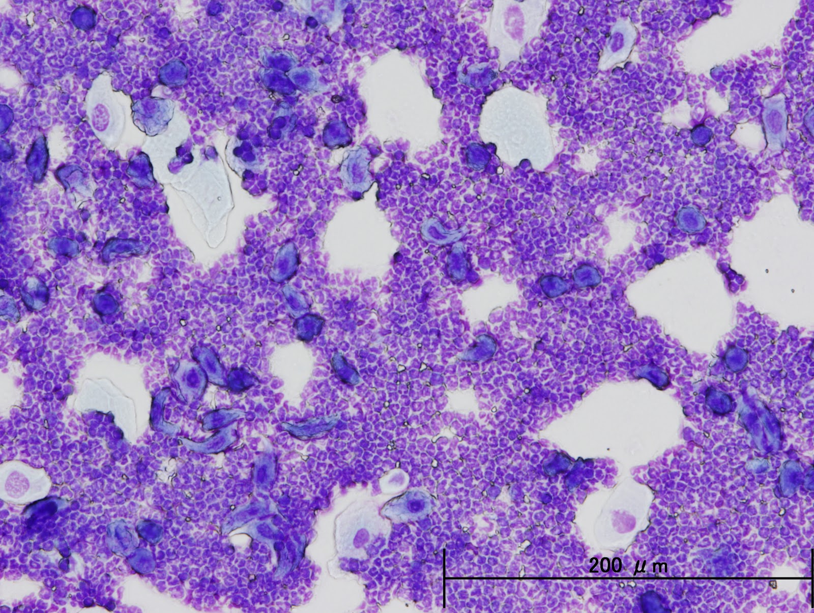 Pramod Dhakal's: Guide for Rat Smear (Diestrus, Proestrus, Estrus and ...